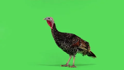 female turkey on a green screen. | Stock Video | Pond5