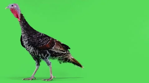 female turkey on a green screen. | Stock Video | Pond5