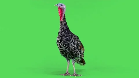 Turkey Green Screen Stock Footage ~ Royalty Free Stock Videos | Pond5