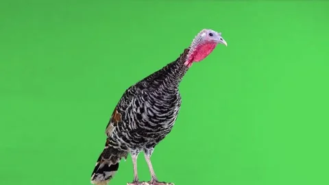 female turkey rotates on a green screen. | Stock Video | Pond5
