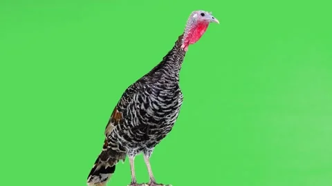female turkey rotates on a green screen. | Stock Video | Pond5