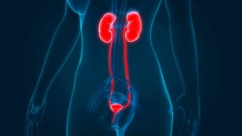 Female Urinary System Anatomy | Stock Video | Pond5