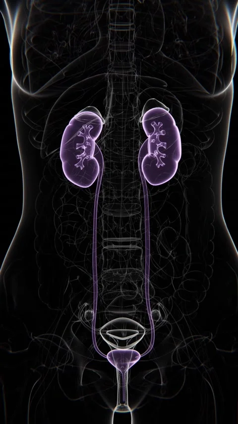 Female Urinary System indication X-ray i... | Stock Video | Pond5