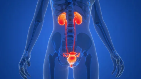 Female Urinary System with Reproductive ... | Stock Video | Pond5