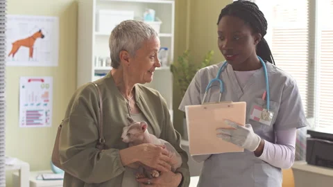 Female Vet Talking to Elf Cat Owner at D... | Stock Video | Pond5