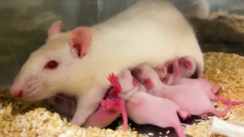 Rat Female Baby Stock Videos – Royalty-Free HD & 4K Videos