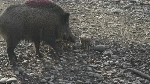 Female wild boar with her brood of child... | Stock Video | Pond5
