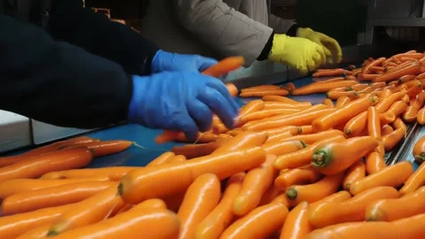Female Workers Working On Carrot Packing... | Stock Video | Pond5