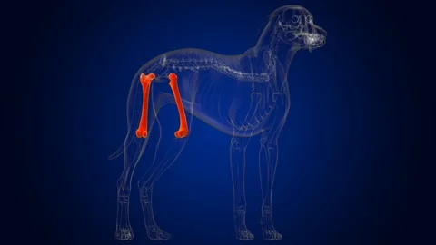 Femur Bones Dog skeleton Anatomy For Med... | Stock Video | Pond5