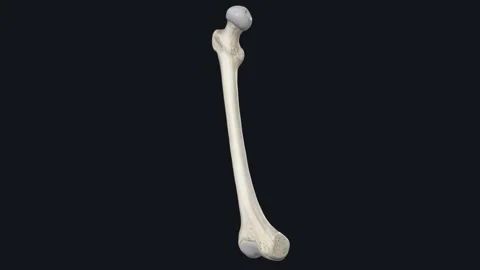 The femur is your thigh bone. It's the l... | Stock Video | Pond5