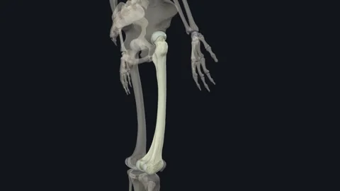The femur is your thigh bone. It's the l... | Stock Video | Pond5
