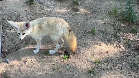 Fennec fox. Small funny animal with big ... | Stock Video | Pond5