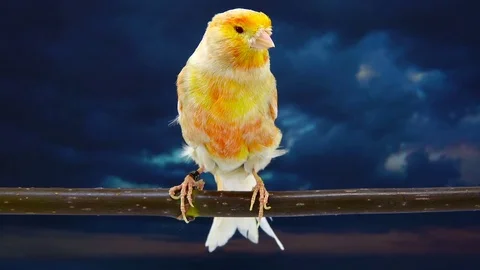 feo canary isolated on a blue background | Stock Video | Pond5