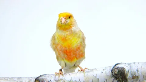 feo canary isolated on a white screen. s... | Stock Video | Pond5