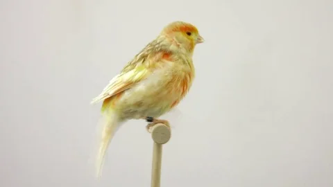 feo canary isolated on a white screen. s... | Stock Video | Pond5