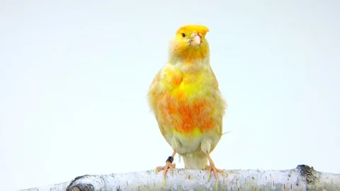 feo canary isolated on a white screen. s... | Stock Video | Pond5