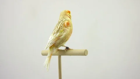 feo canary isolated on a white screen. s... | Stock Video | Pond5
