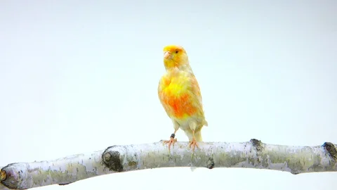 feo canary isolated on a white screen. s... | Stock Video | Pond5