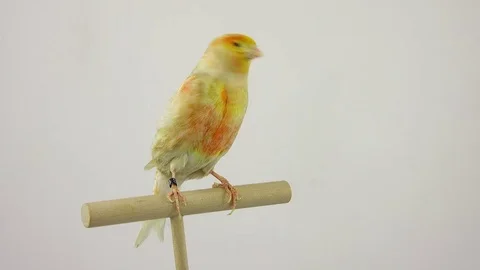 feo canary isolated on a white screen. s... | Stock Video | Pond5