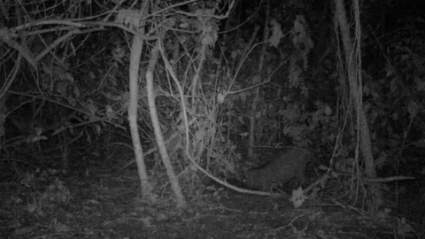 Feral Pigs Stock Videos – Royalty-Free HD & 4K Videos