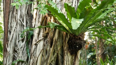 Fern birds nest on banyan. Bright fern b... | Stock Video | Pond5