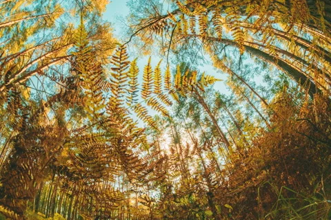 Change Background Fall Stock Videos – Royalty-Free HD & 4K Videos