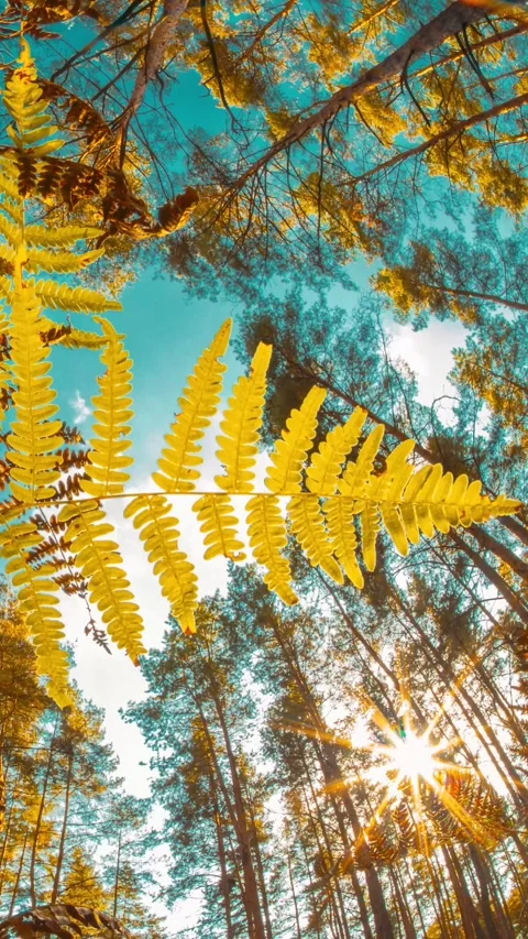 Change Background Fall Stock Videos – Royalty-Free HD & 4K Videos