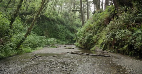 Fern Canyon Shallow Stream Water Trickle... | Stock Video | Pond5