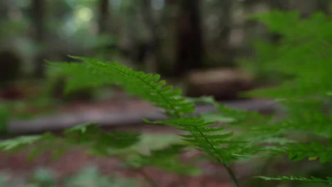 A fern growing along a trail in the unde... | Stock Video | Pond5