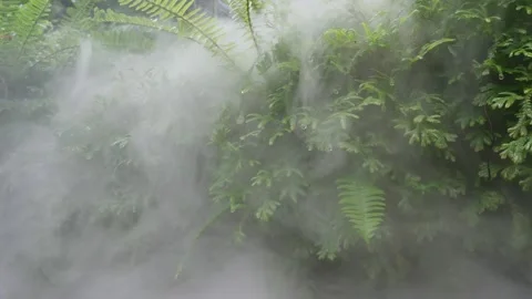 Fern leaves plant and fog movement in Na... | Stock Video | Pond5