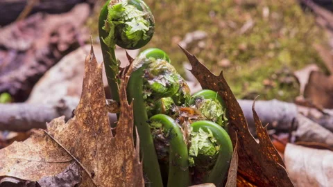 Fern Sprouting Up Through Leaf Litter in... | Stock Video | Pond5