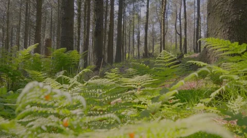 Ferns and forest in sunshine slow motion... | Stock Video | Pond5