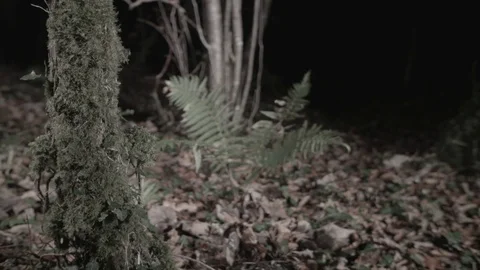 Scary Forest Ferns Stock Footage ~ Royalty Free Stock Videos | Pond5