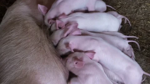A fertile sow lying on a straw and pigle... | Stock Video | Pond5