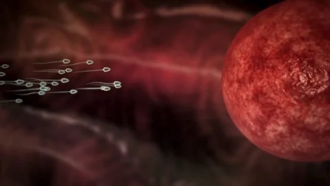 Egg Fertilization Stock Video Footage | Royalty Free Egg Fertilization ...