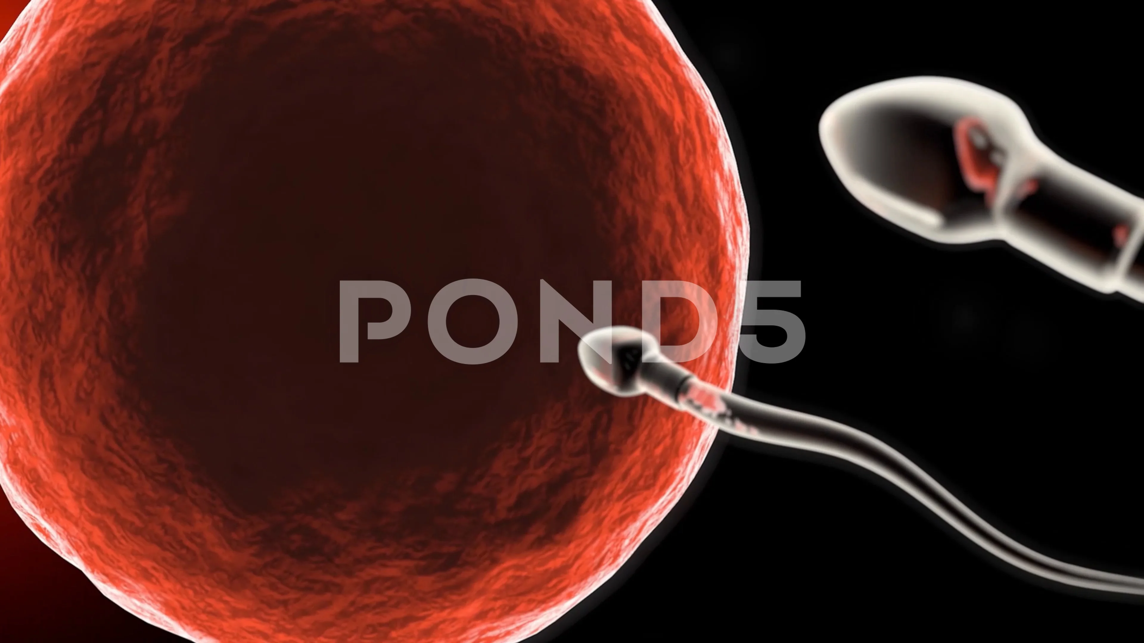 Fertilized Human Egg