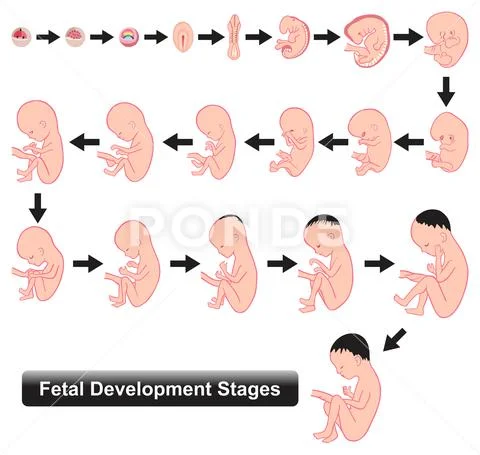 Fetal development stages infographic diagram pregnancy weeks embryology ...