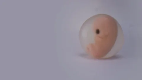 Fetal embryo on white background - human... | Stock Video | Pond5