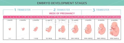 Fetus development. Fetal formation stages, human embryo growth, nine ...