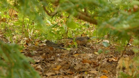 Few robin birds on the ground with diffe... | Stock Video | Pond5