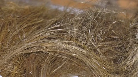 Fibers of natural flax or hemp, tow. Fla... | Stock Video | Pond5