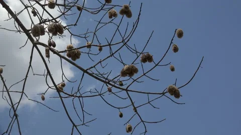 Fibres in seed pods of the Cotton tree (... | Stock Video | Pond5