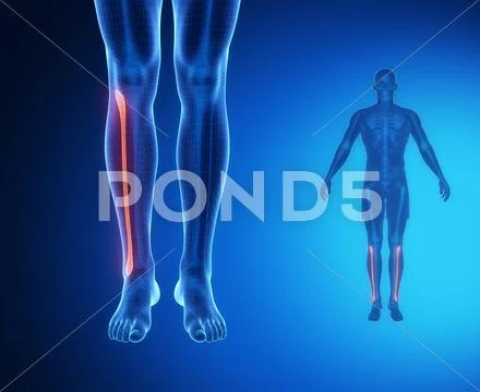 FIBULA bone anatomy x-ray scan: Royalty Free #50005842