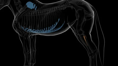Fibula bone horse skeleton anatomy for m... | Stock Video | Pond5