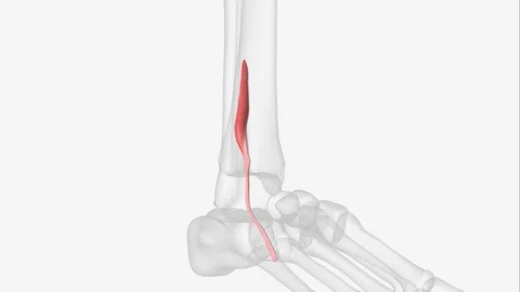 Fibularis tertius is a muscle of the ant... | Stock Video | Pond5