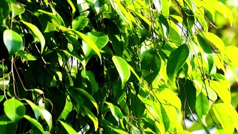 Ficus Benjamina Stock Footage ~ Royalty Free Stock Videos | Pond5