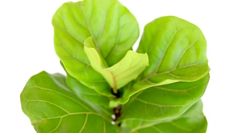 Ficus lyrata plant top view on white bac... | Stock Video | Pond5