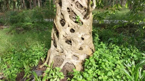 ficus microcarpa root | Stock Video | Pond5