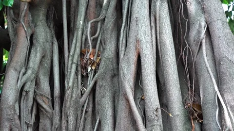Ficus Tree Roots