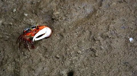 Fiddler Crab emerges from burrow in a fl... | Stock Video | Pond5